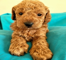 Cuccioli Barboncino Rosso